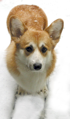 Dalarno Pembroke Welsh Corgis Home Page