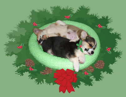 Dalarno Pembroke Welsh Corgis Home Page