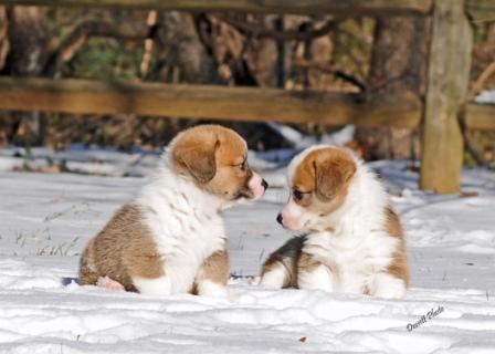 Dalarno Pembroke Welsh Corgis Home Page