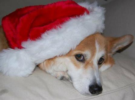 Dalarno Pembroke Welsh Corgis Home Page